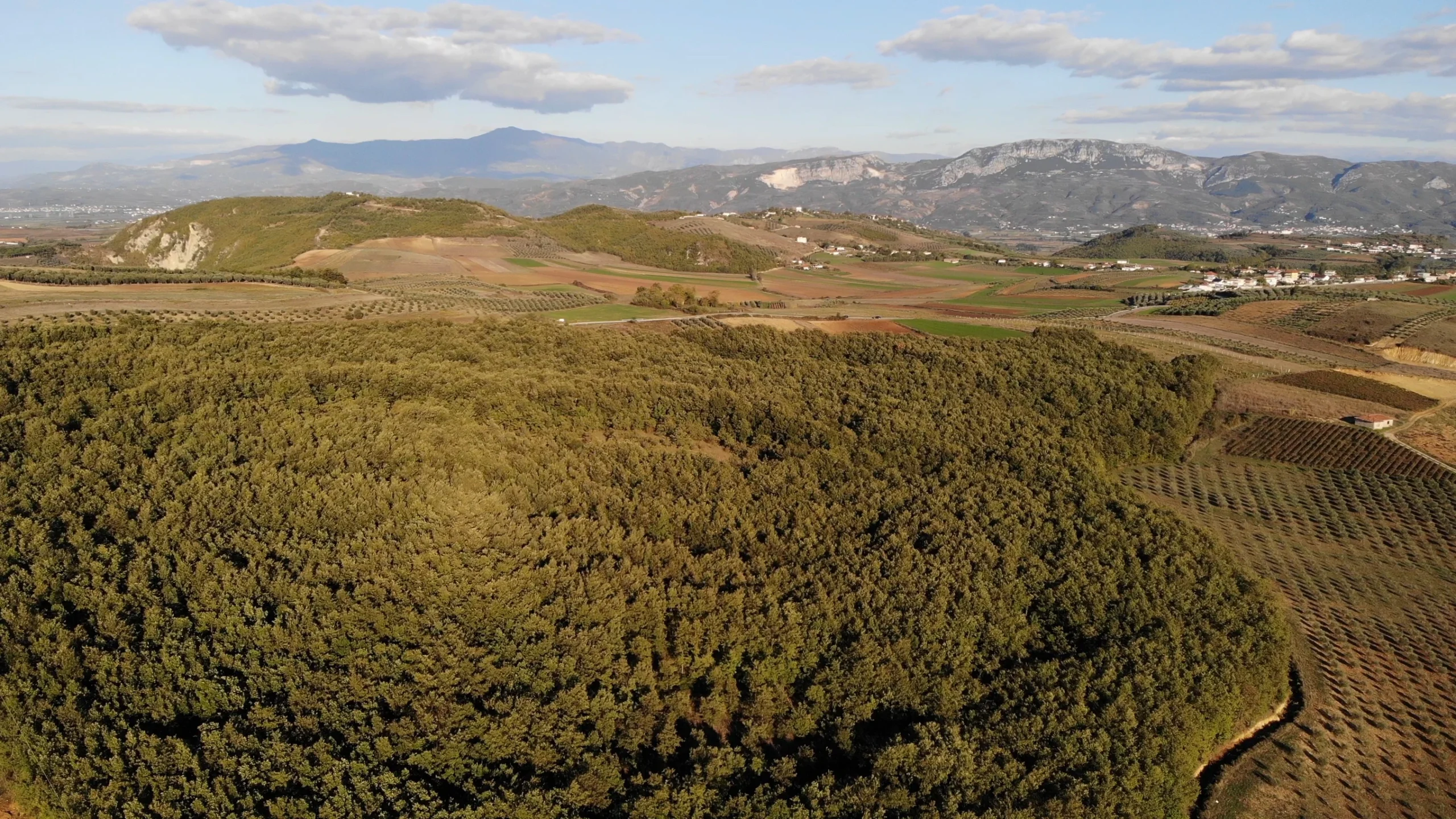 Forests - Visit Belsh